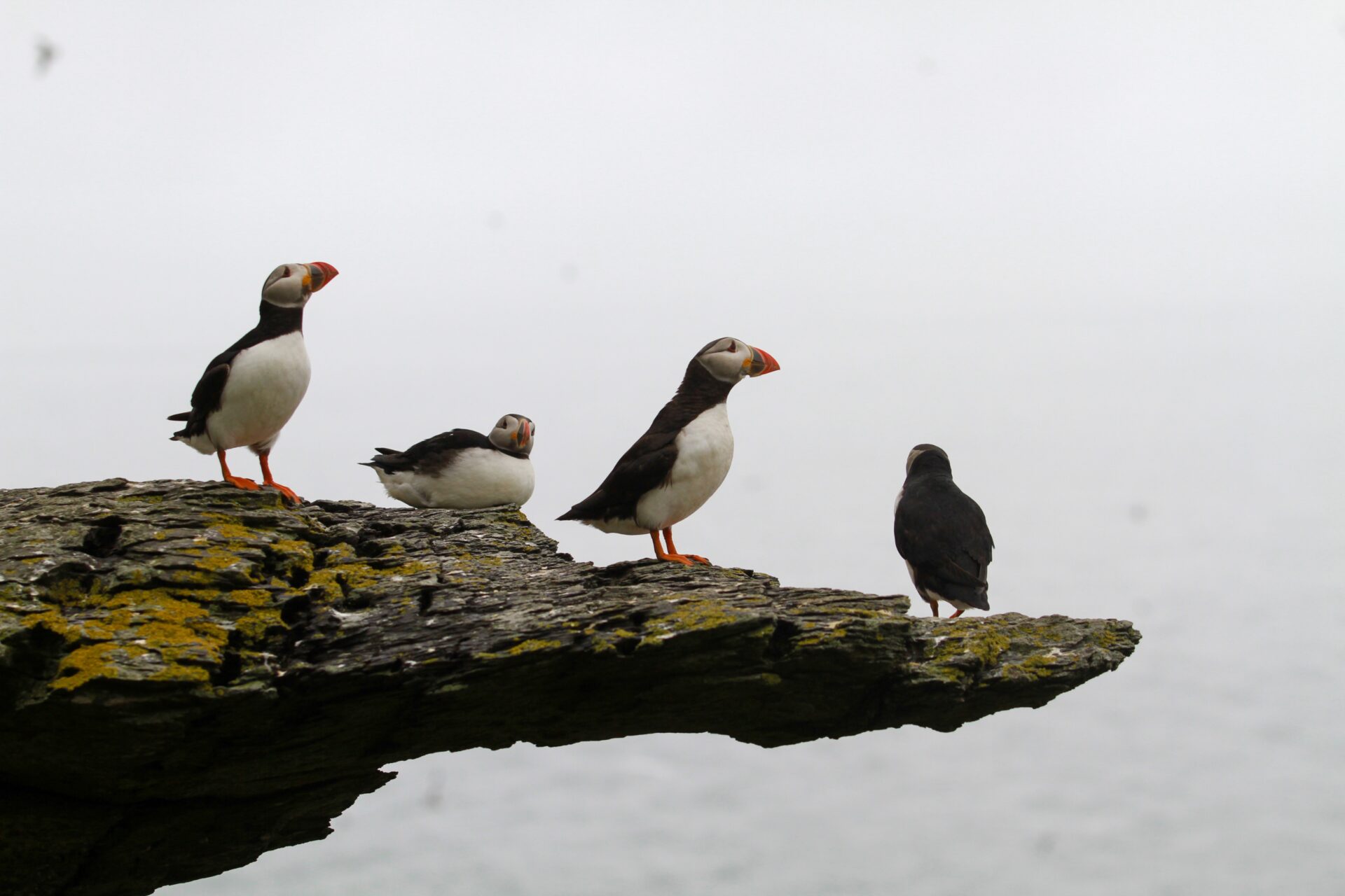 Macareux Moine de Skellig Island en Irlande – Carnets de Voyages